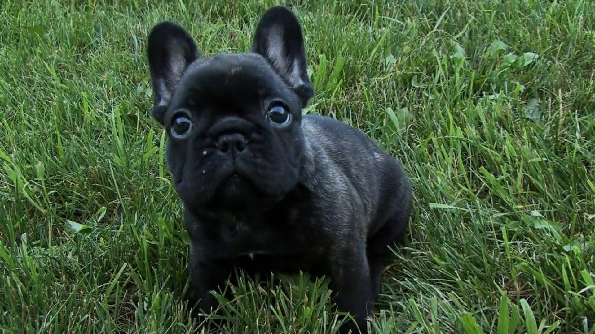 Watch Dogs 101: S1E1 - French Bulldog, Poodle, Airedale, Chihuahua ...