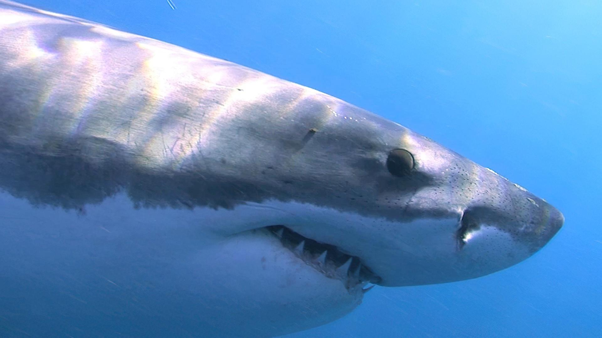 Watch Of Sharks and Men Streaming Online on Philo for Free