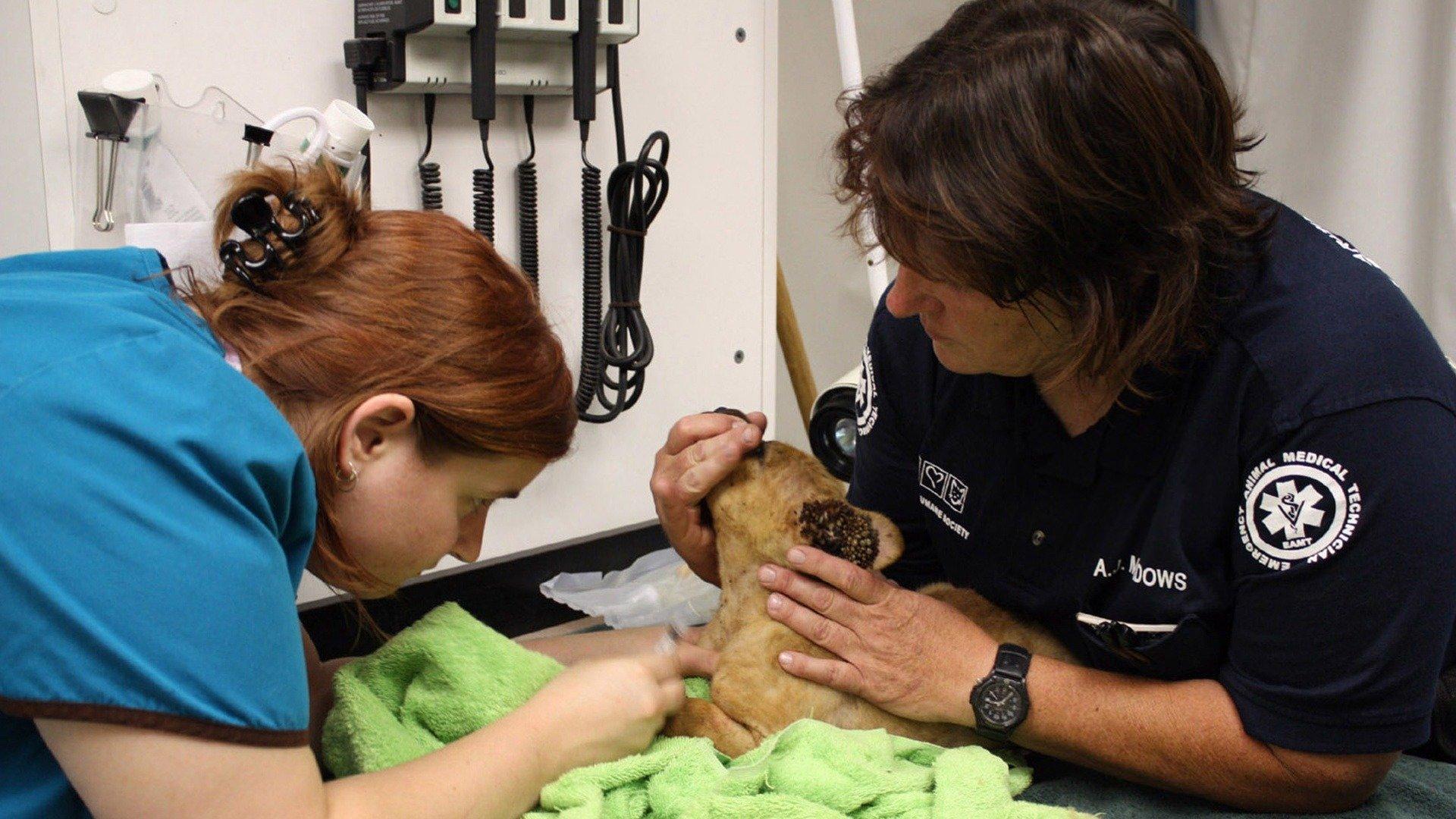 Watch Animal Cops: Phoenix: S15E1 - Missing Leg Mystery on Philo (Free ...