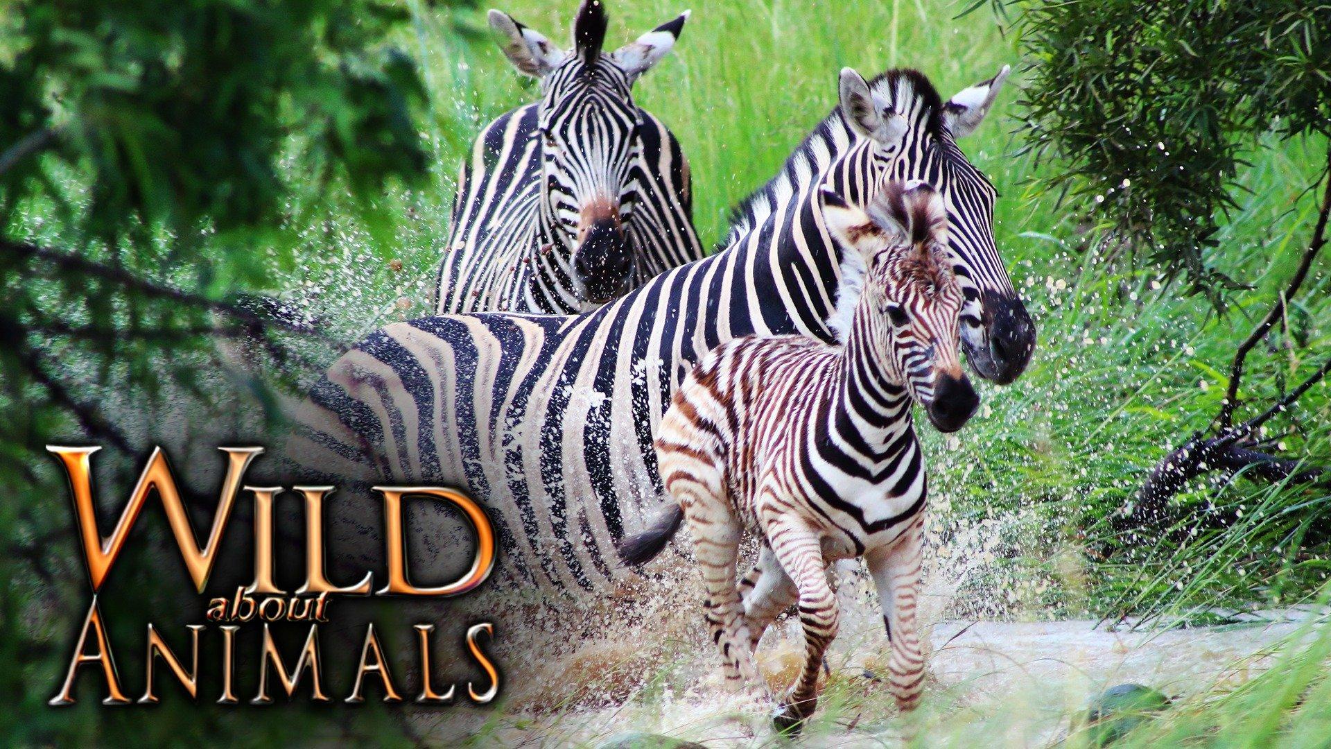 Watch Wild About Animals Streaming Online on Philo (Free Trial)