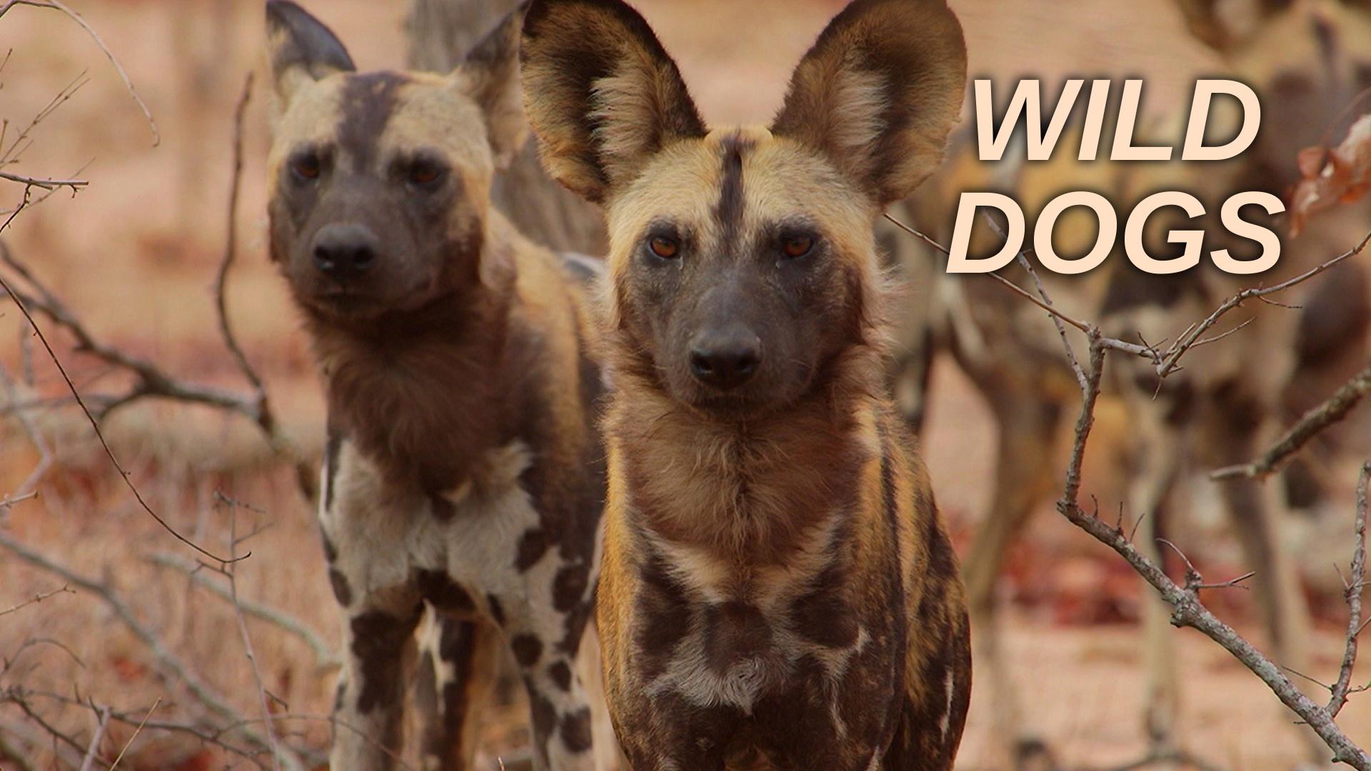 Watch Wild Dogs Streaming Online on Philo (Free Trial)