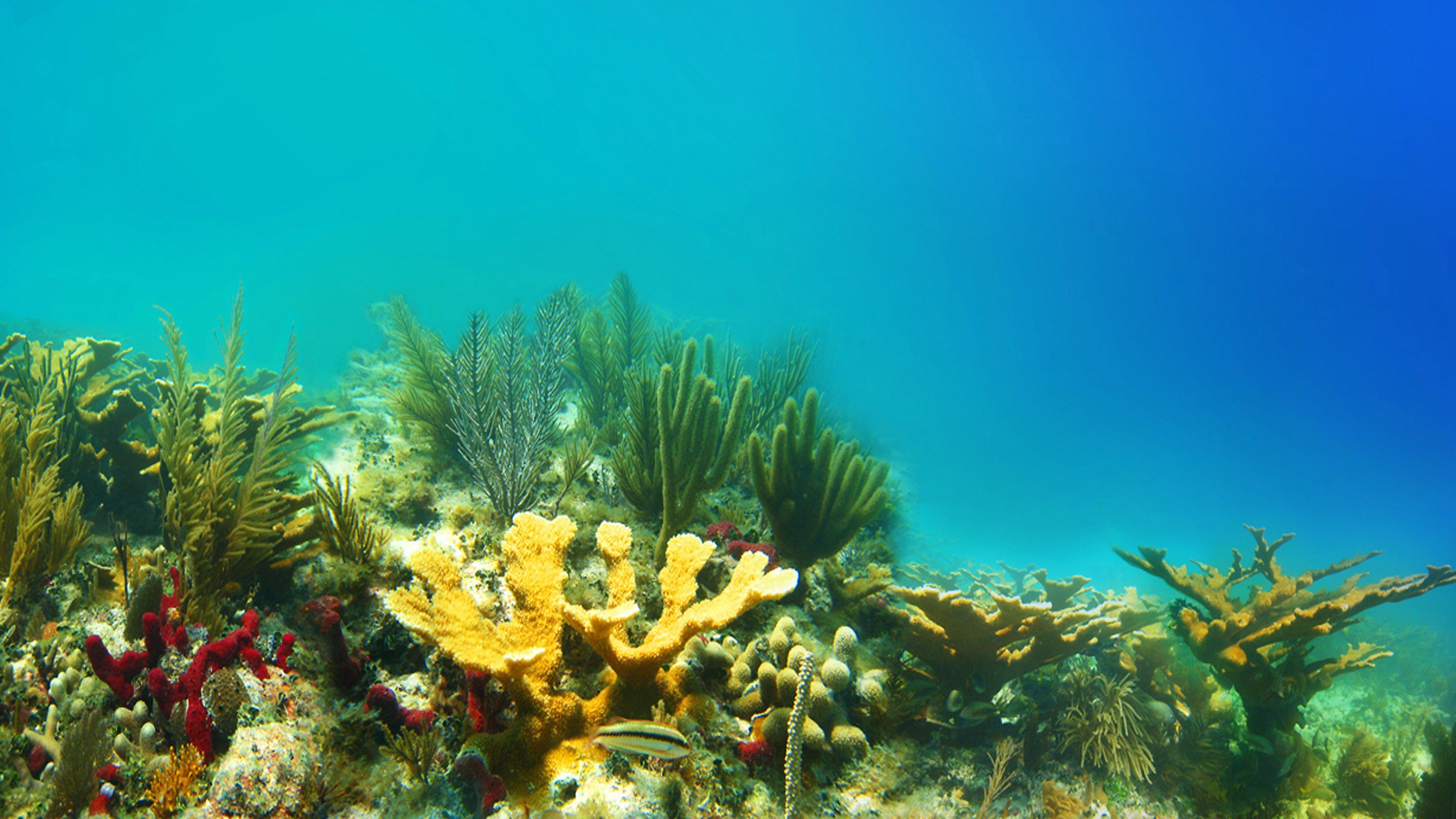 Changing Seas: Vanishing Whales