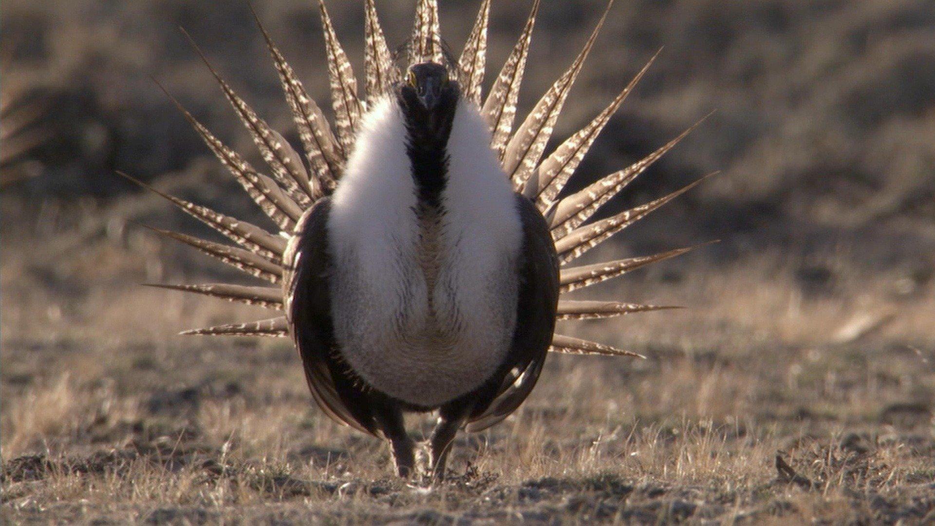Watch Planet Earth: Life: S1E5 - Birds on Philo (Free Trial)