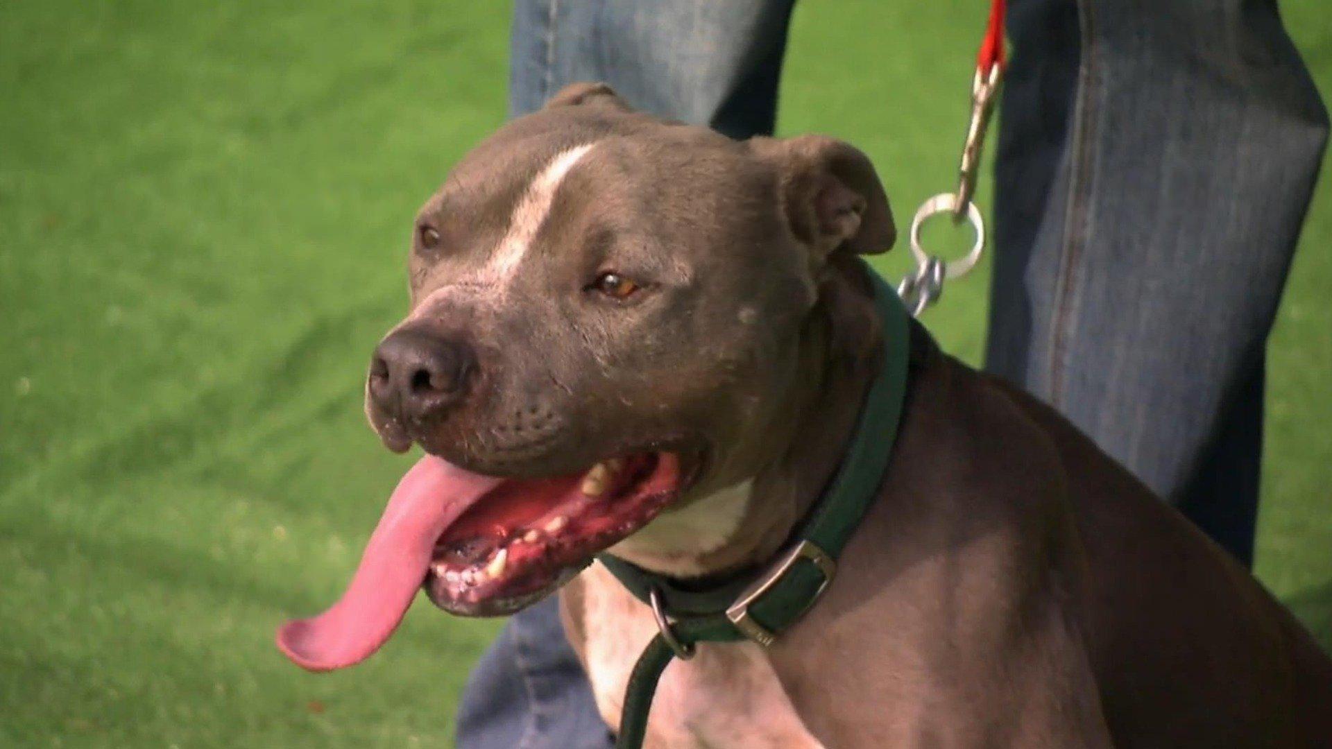 Pit Bulls and Parolees: Sin City