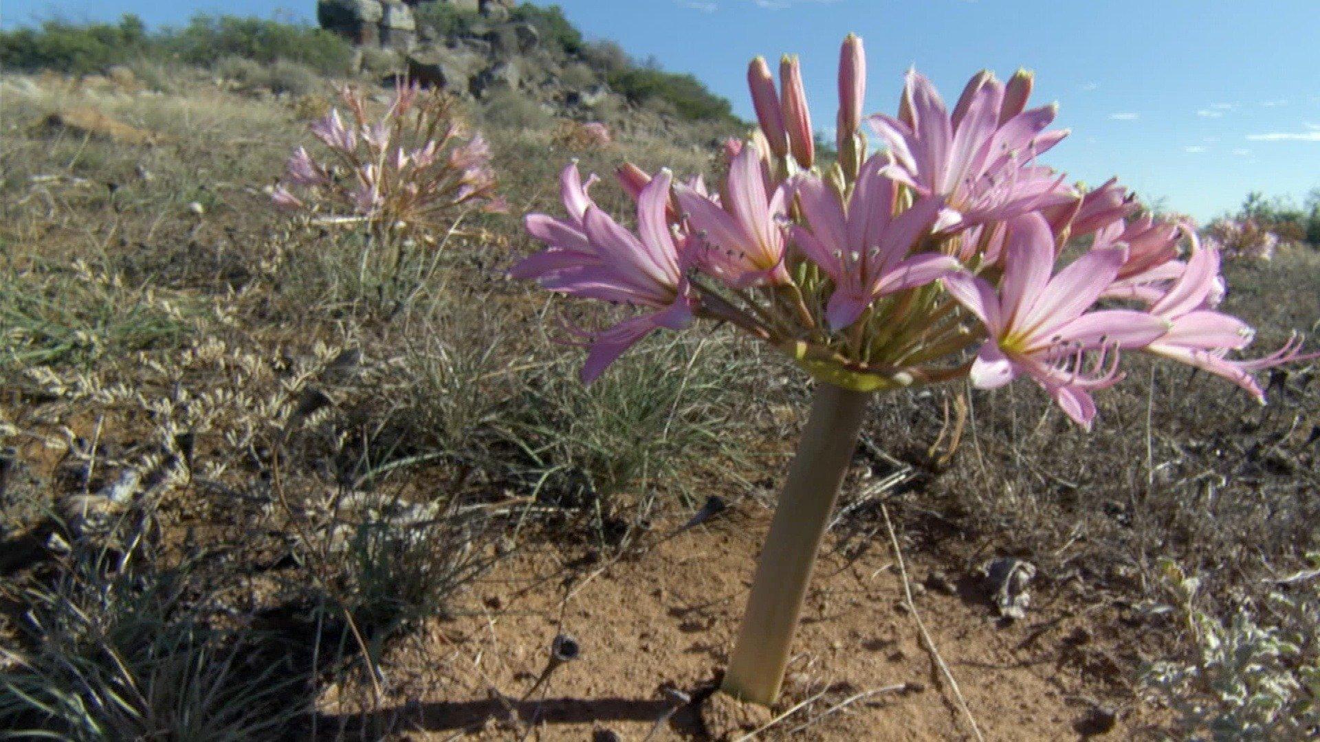 Planet Earth: Life: Plants