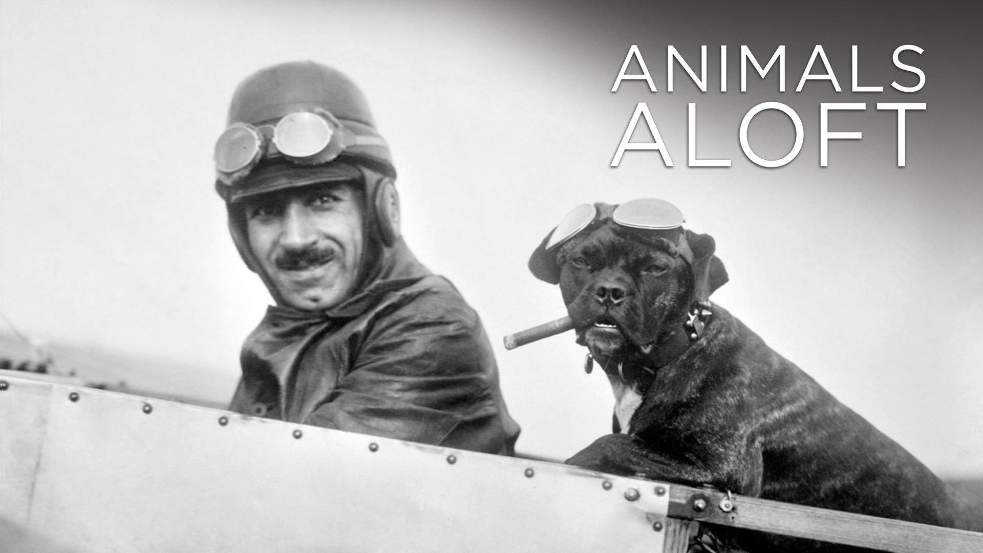Watch Animals Aloft Streaming Online on Philo (Free Trial)
