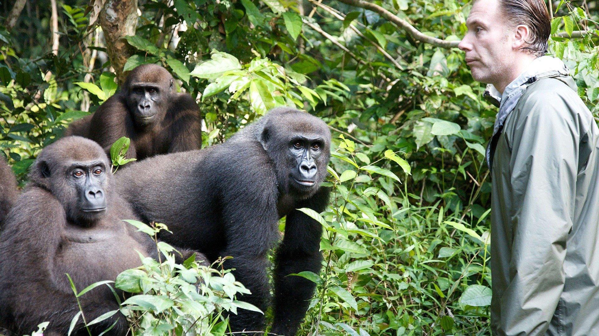 Gorilla School: Under Pressure