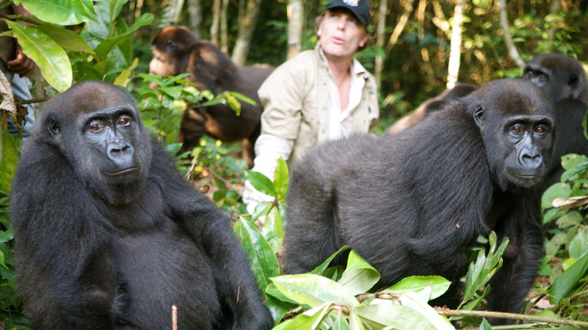 Gorilla School: Deadly Encounters