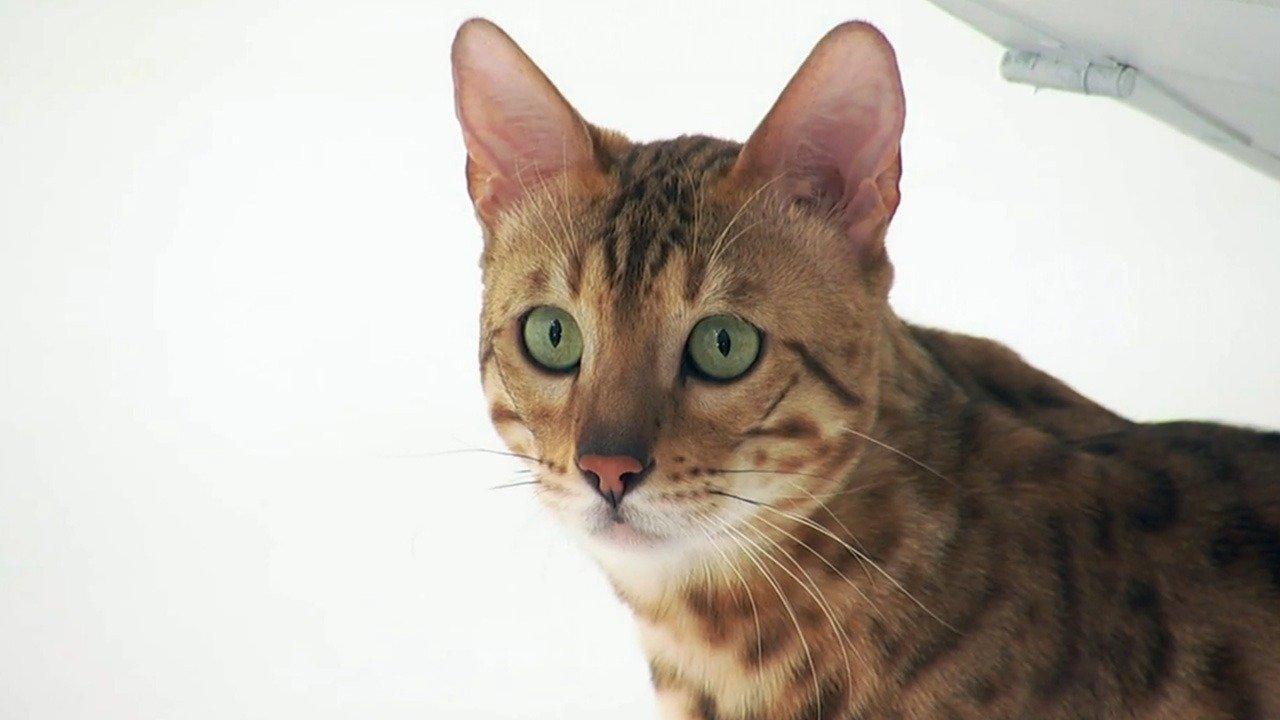 Watch Cats 101: S3E2 - Turkish Van; Snowshoe; Chartreux on Philo (Free ...