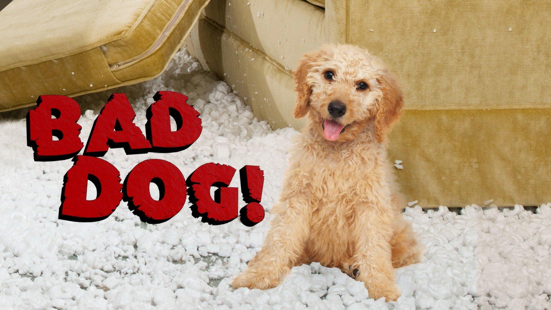 Watch Bad Dog! Streaming Online on Philo (Free Trial)