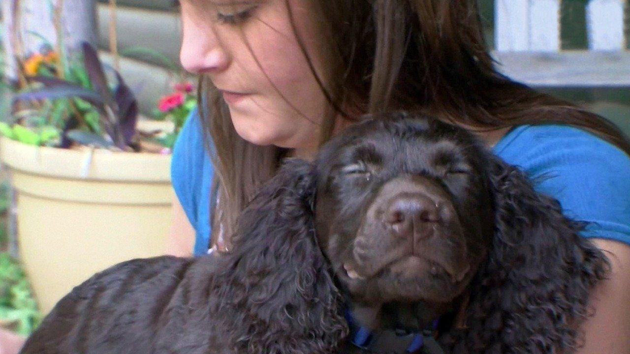 Dogs 101: Australian Cattle Dog, Saluki, Norwich Terrier, Boykin ...