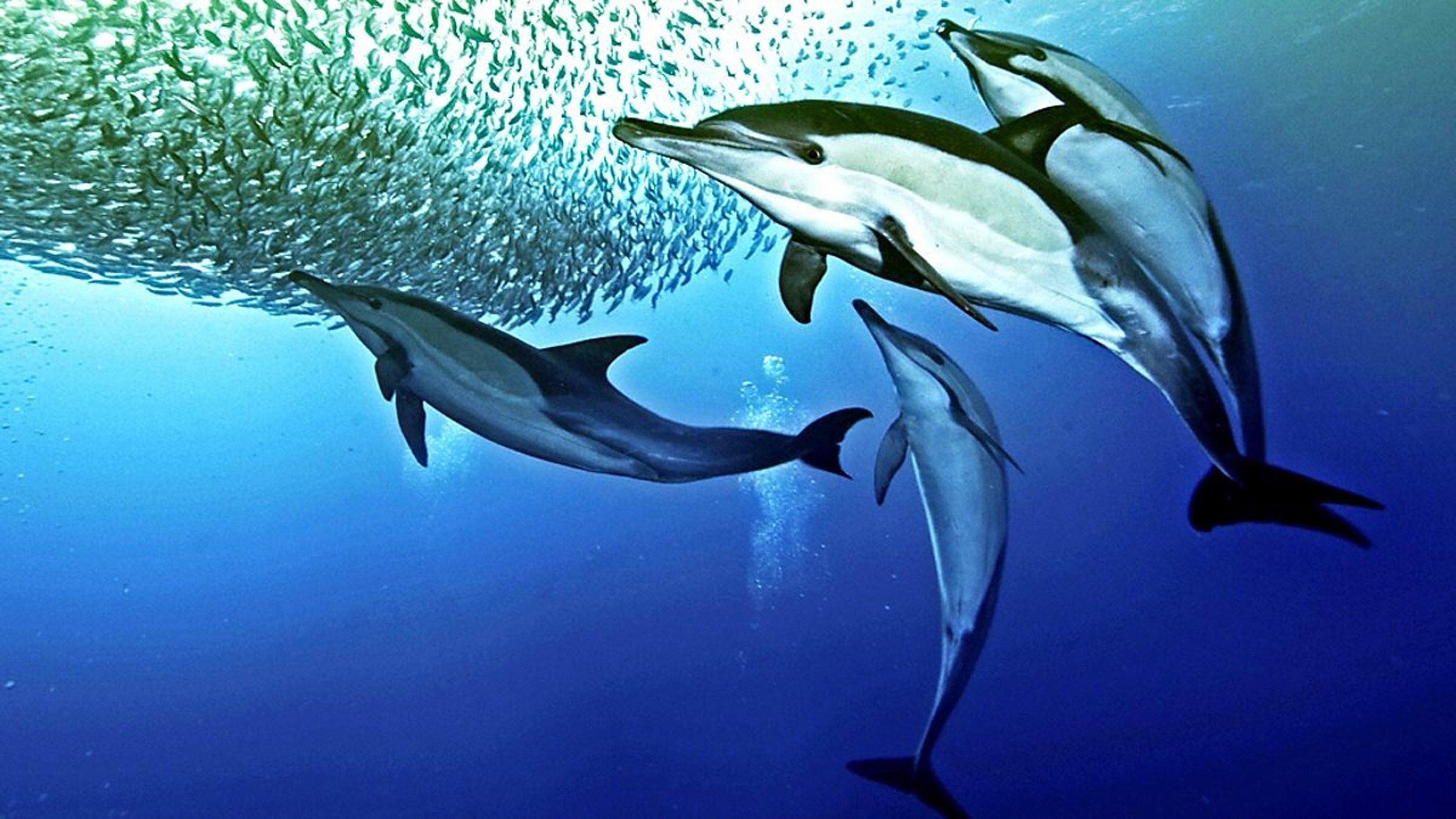 Nature's Great Events: The Great Tide