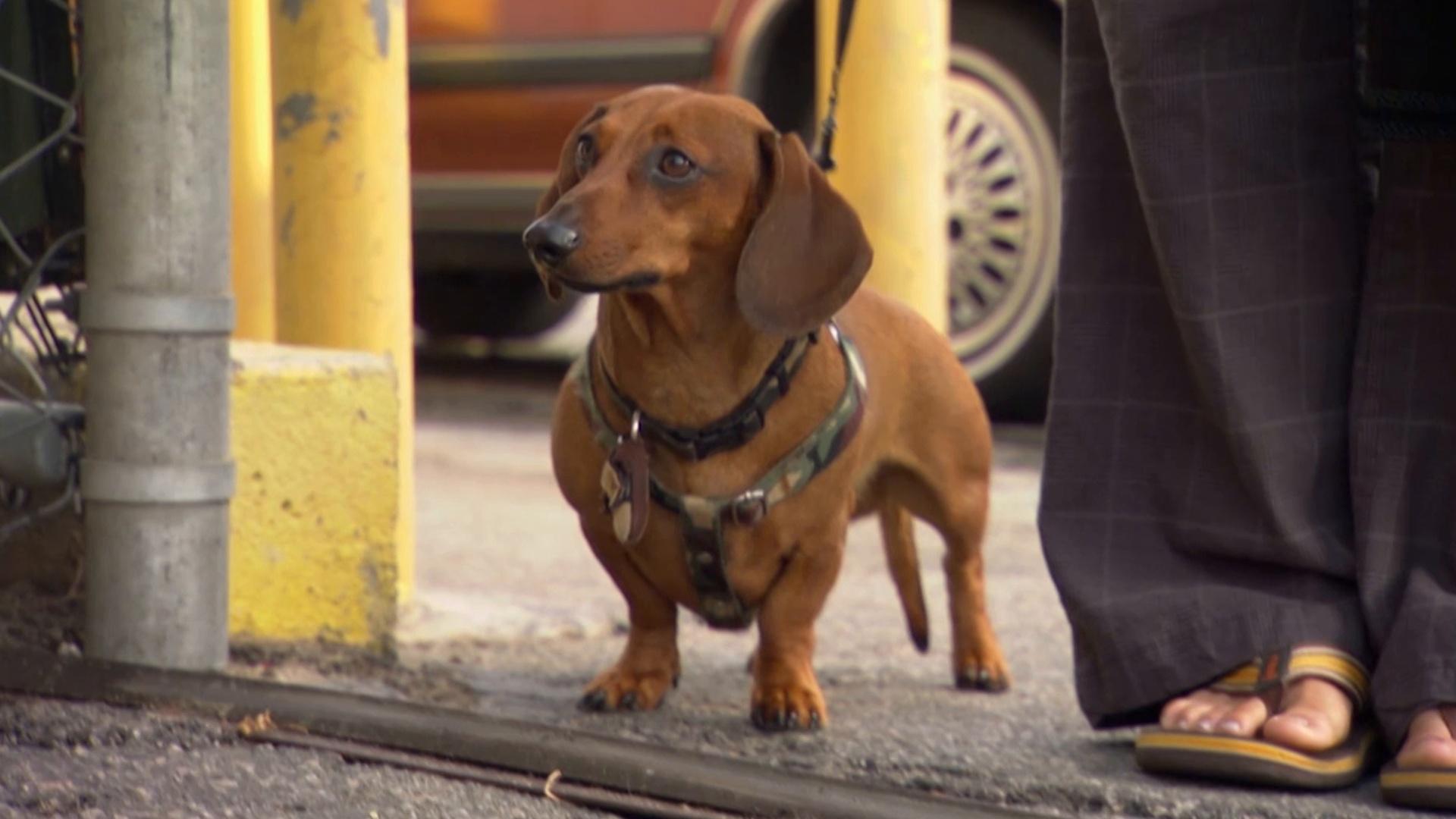 Watch Dog Whisperer Streaming Online on Philo (Free Trial)