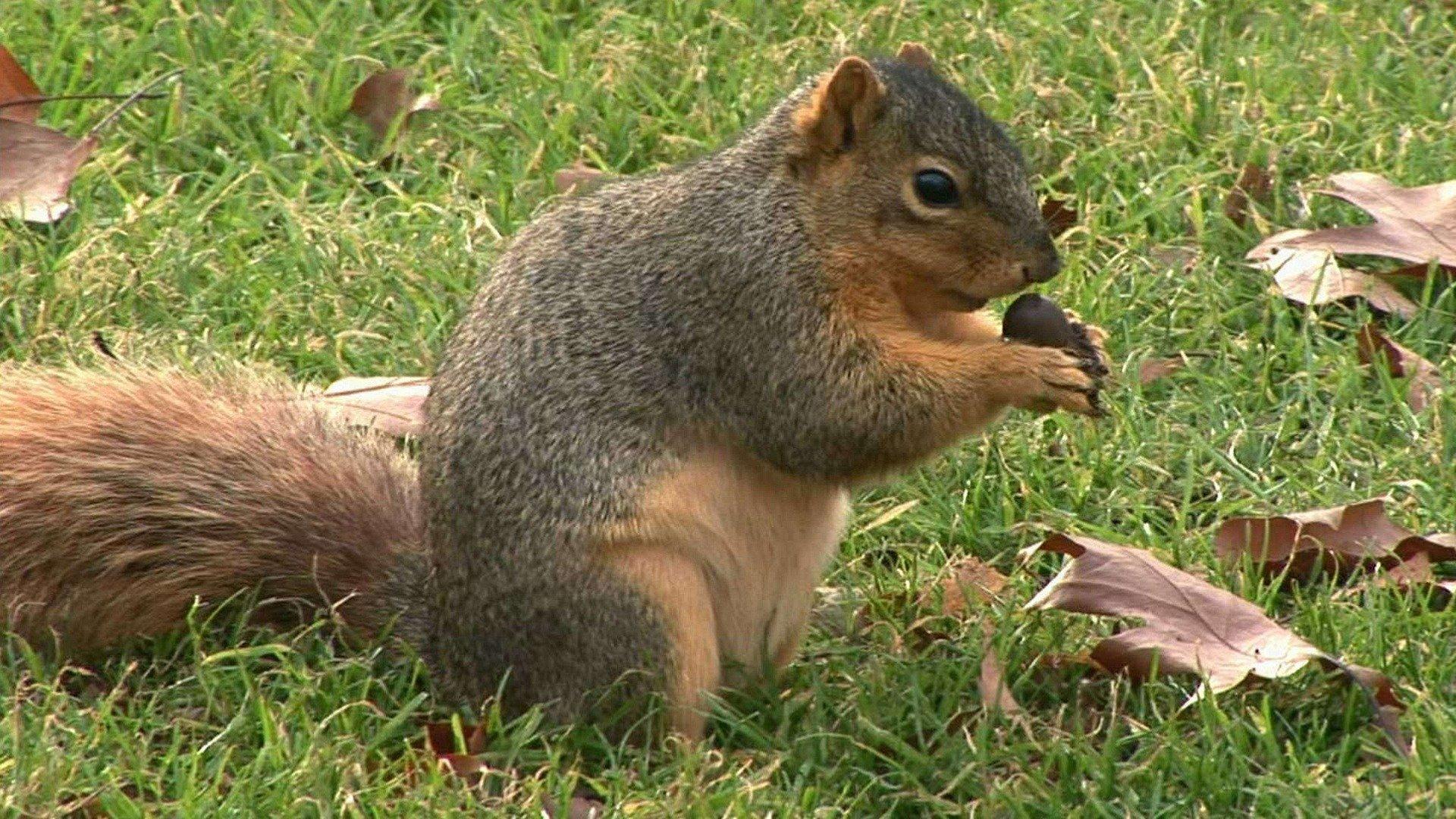 Critter Quest!: Episode 2