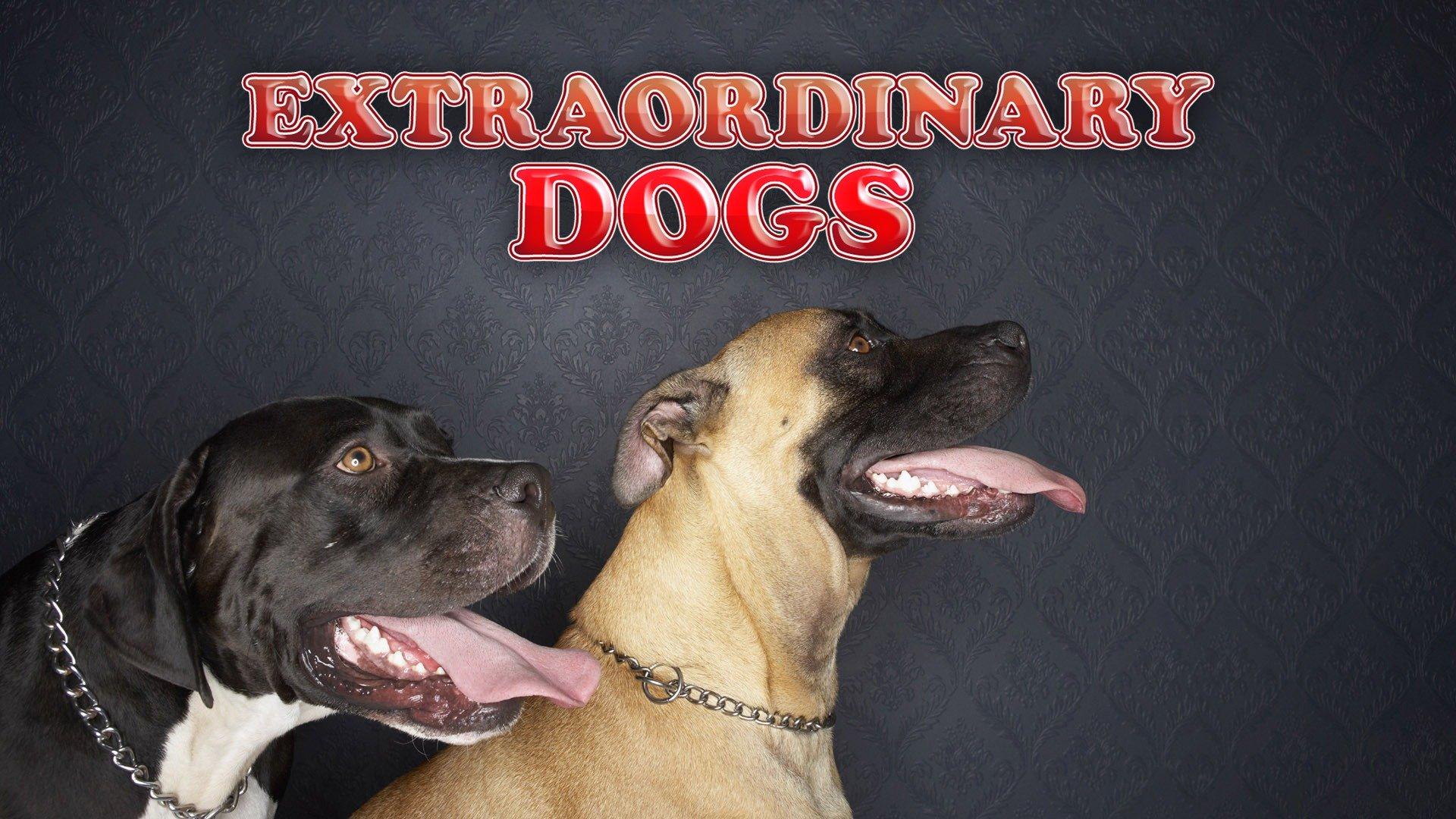 Watch Extraordinary Dogs Streaming Online on Philo (Free Trial)