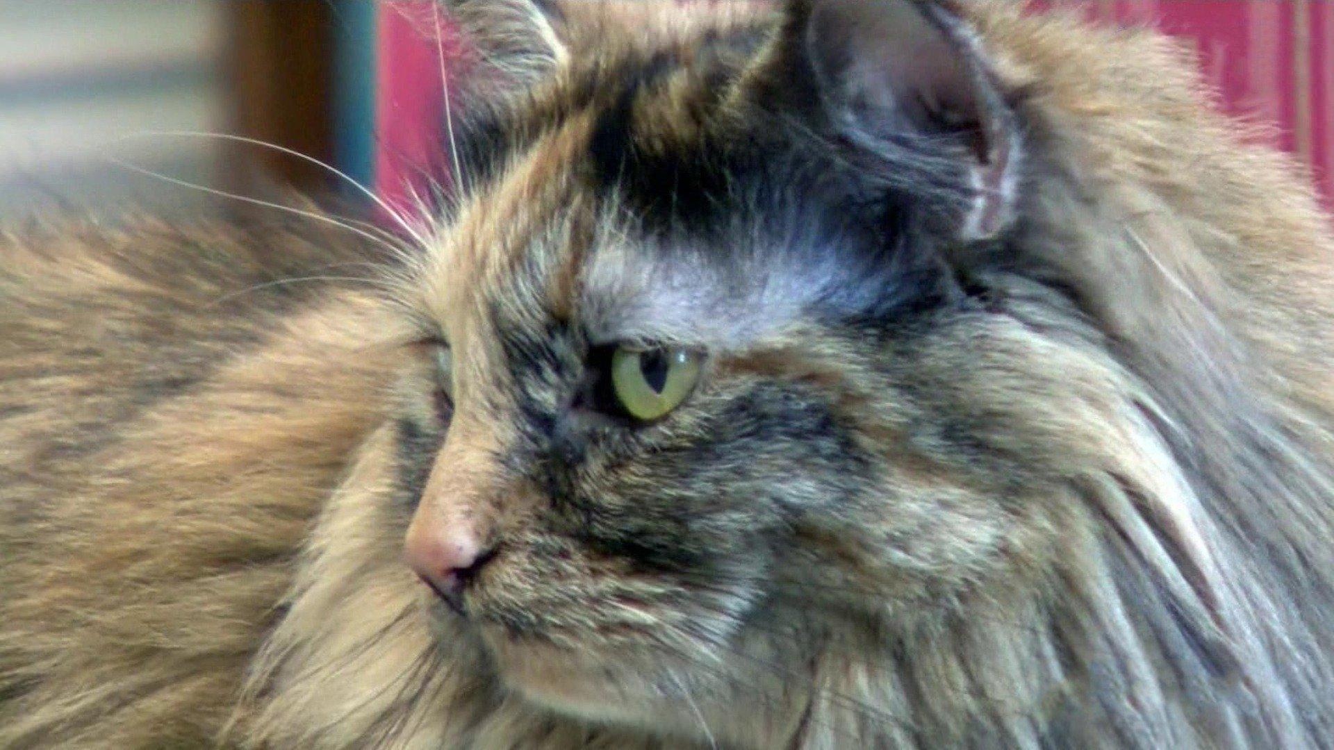 Cats 101: Bambino, Pixie Bob, Australian Mist, Domestic Longhair, Cats Gone Wild