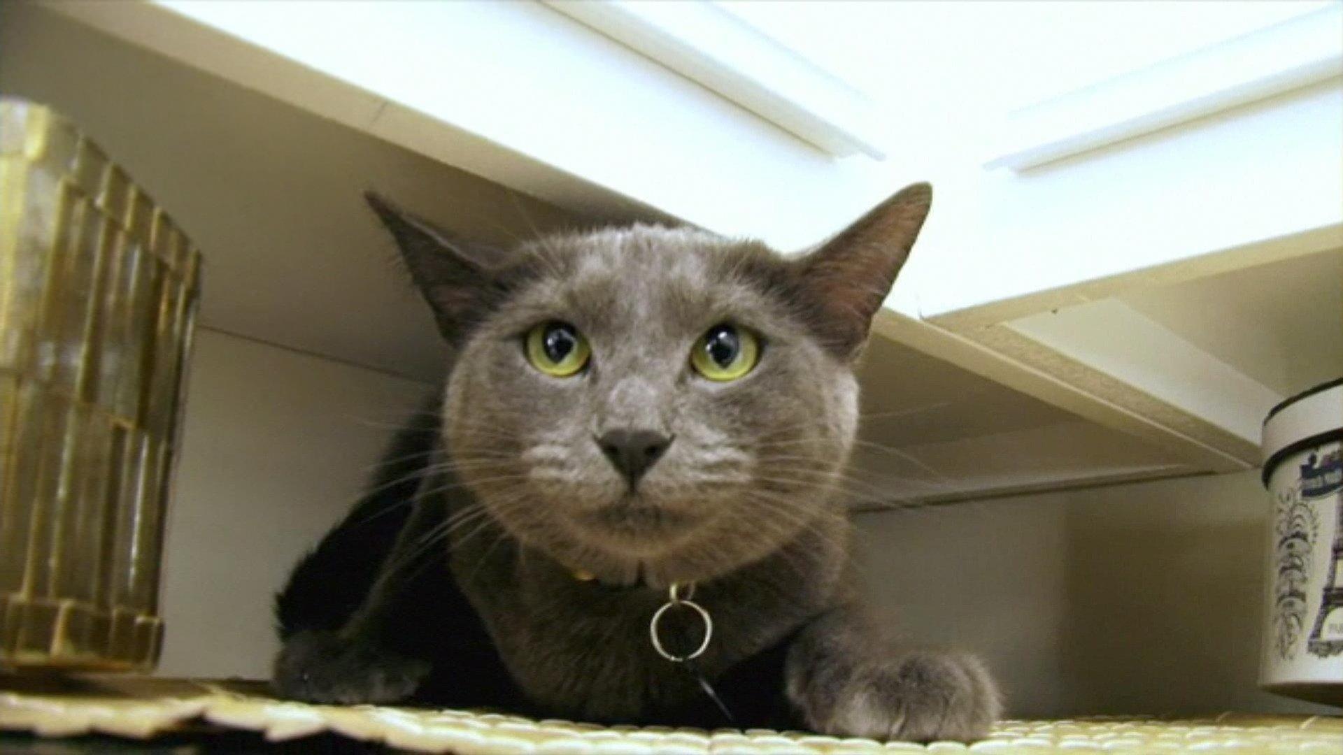 My Cat From Hell: Wildcat!