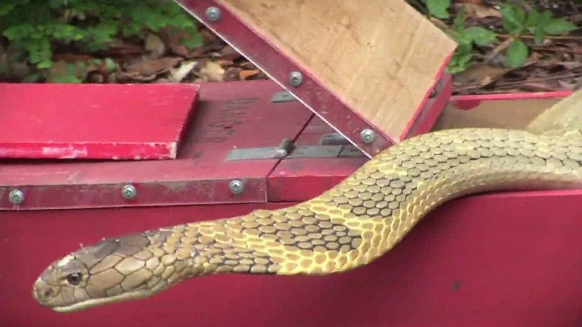 Watch Swamp Wars: S1E2 - Cannibal Gator on Philo (Free Trial)