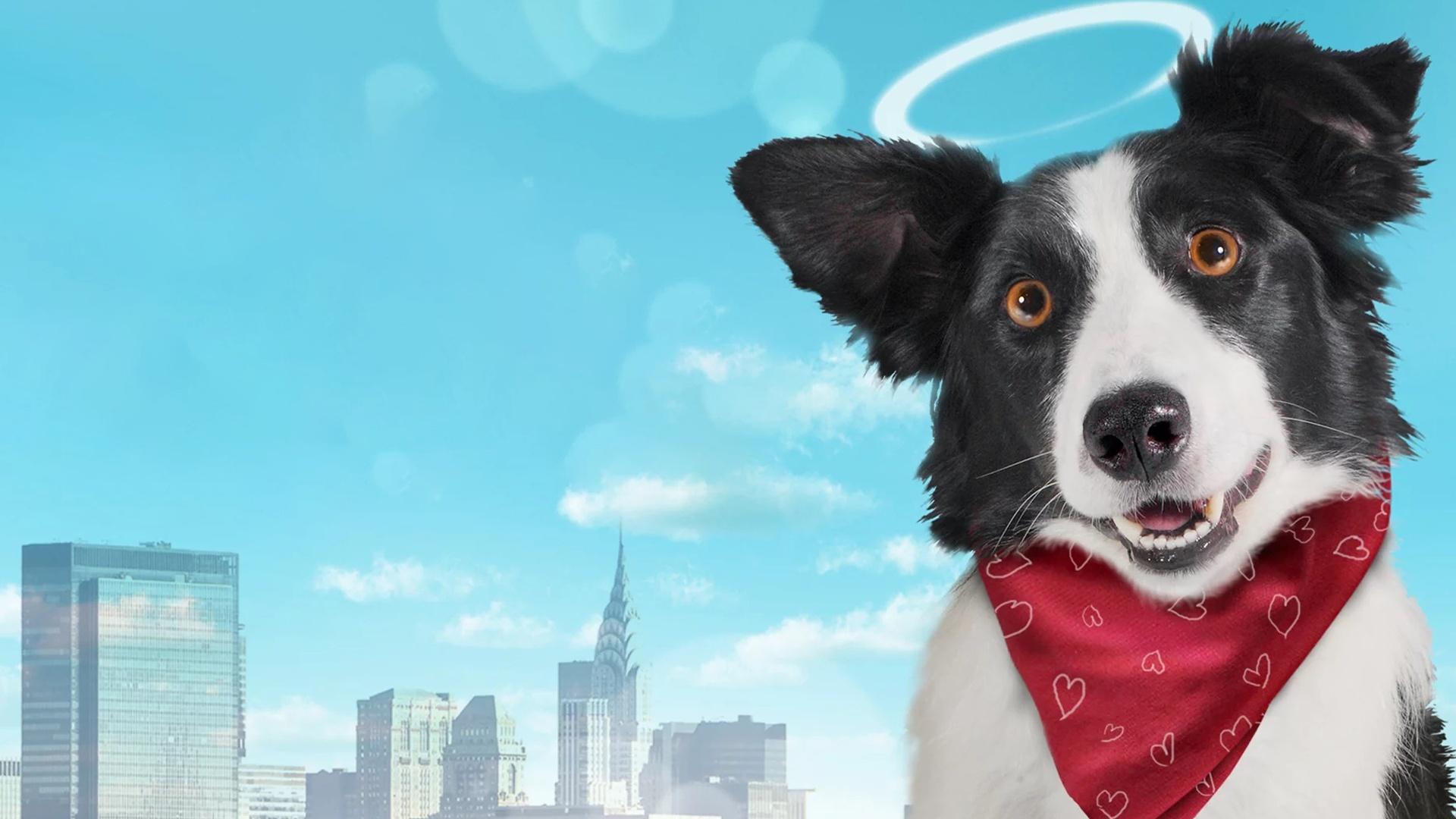 Angel Dog: Daredevils