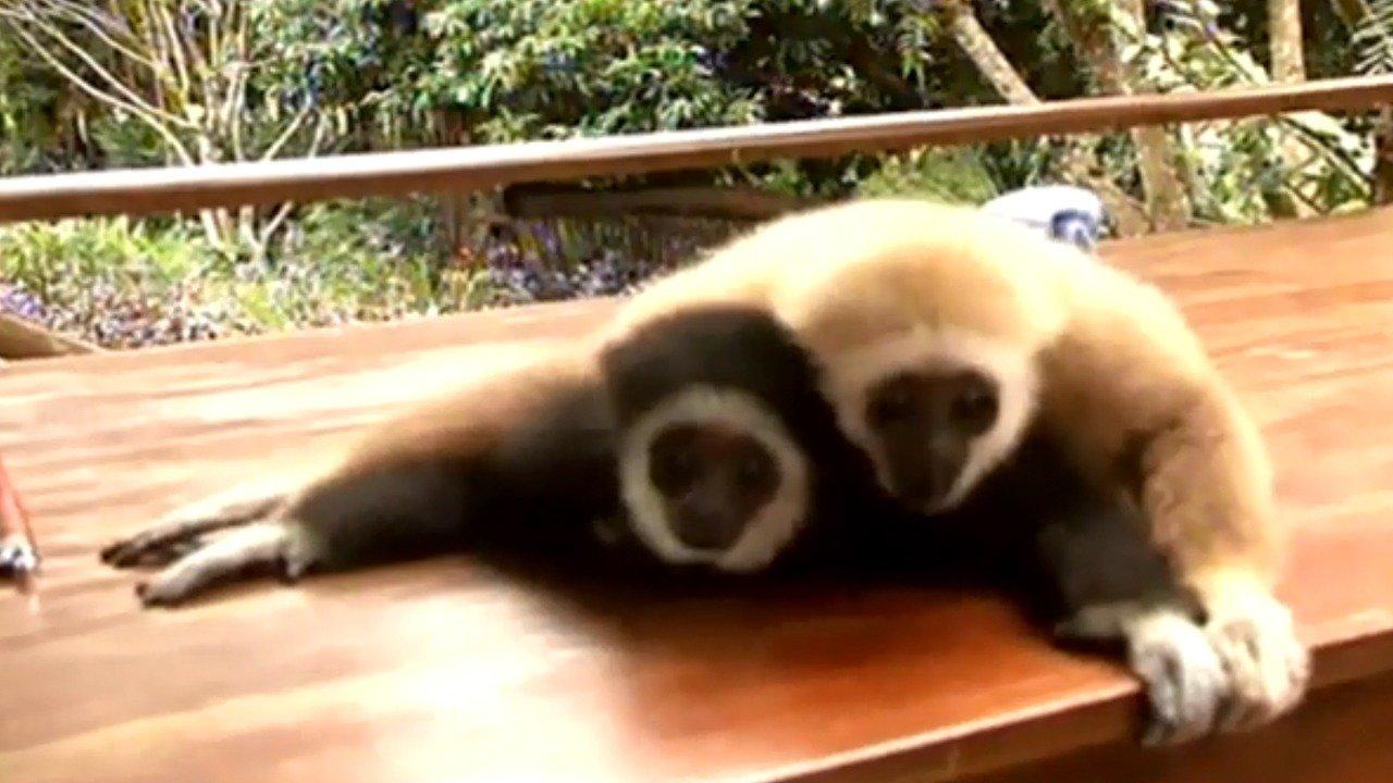 Gibbons: Back in the Swing: Raising Baby Gibbons