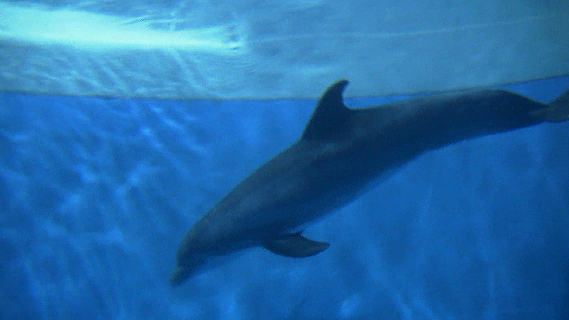 Zoo Vets: Claws, Paws, and Fins