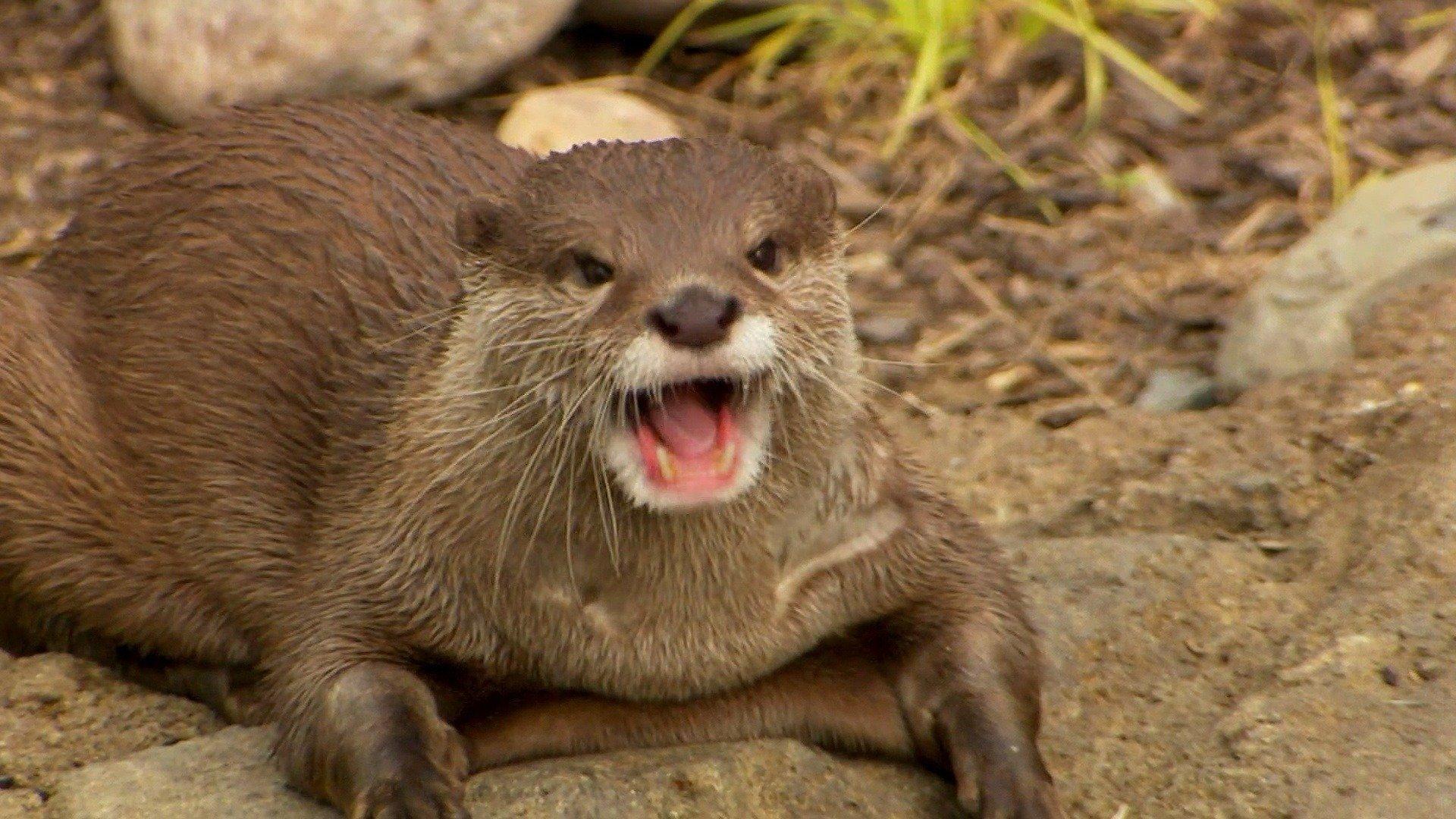 Zoo Vets: Tails, Teeth and Snouts