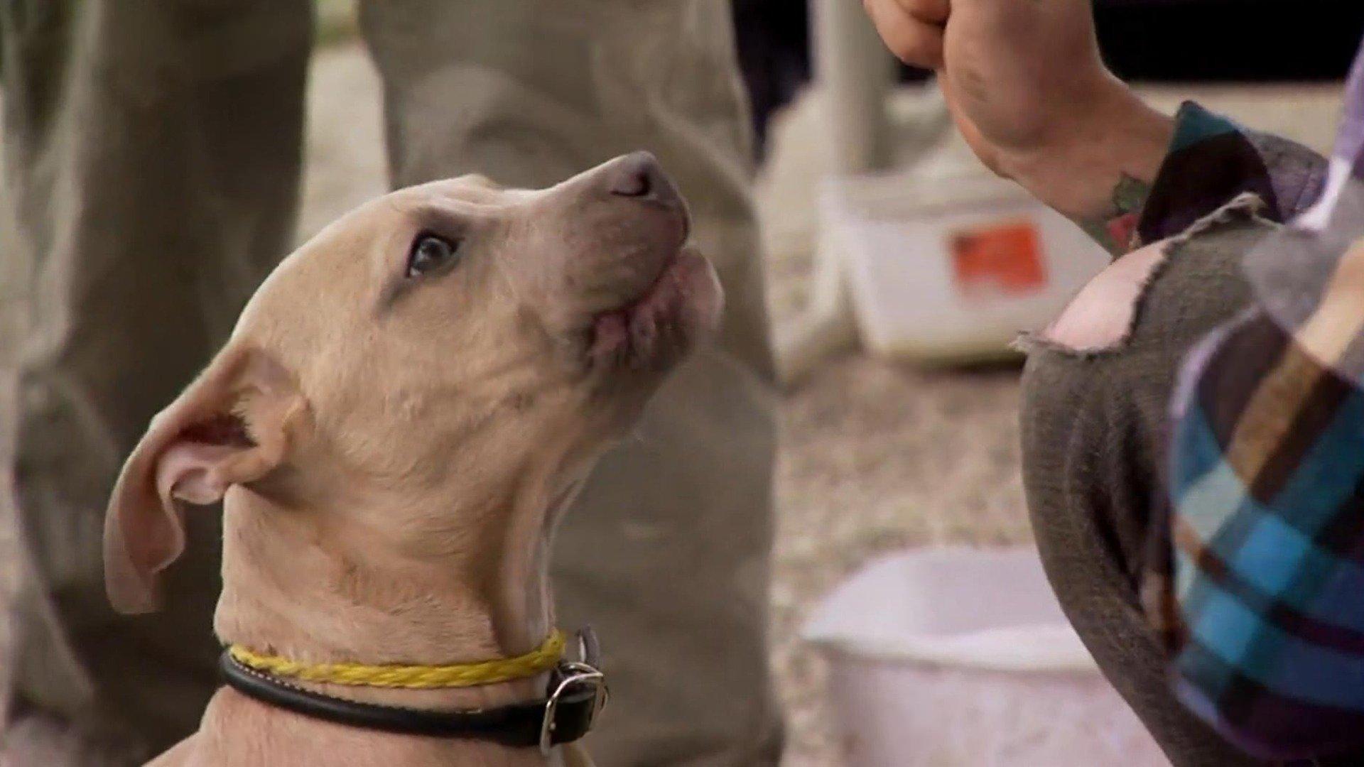 Pit Bulls and Parolees: Prison Break