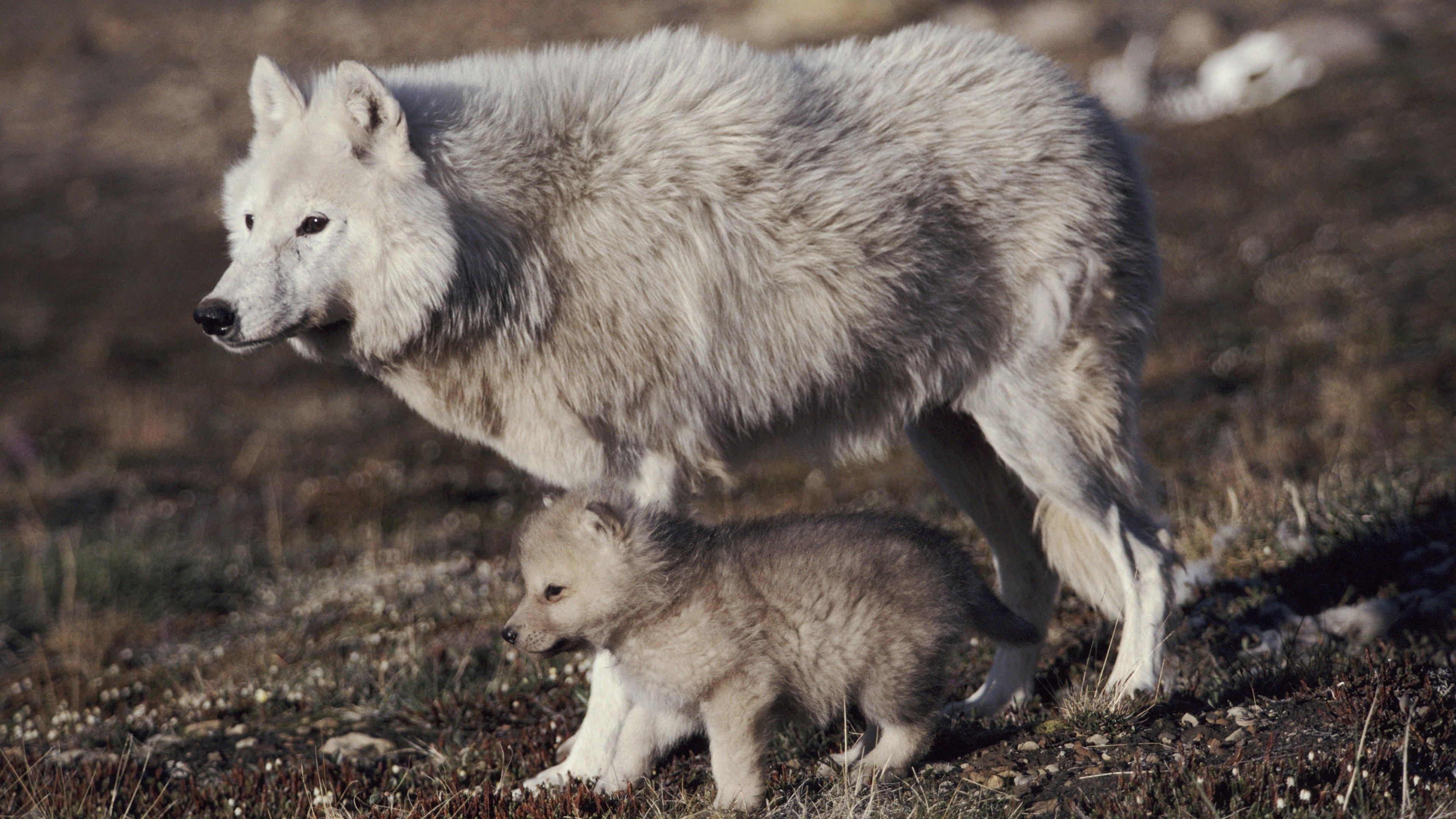Planet Earth: Frozen Planet: Spring
