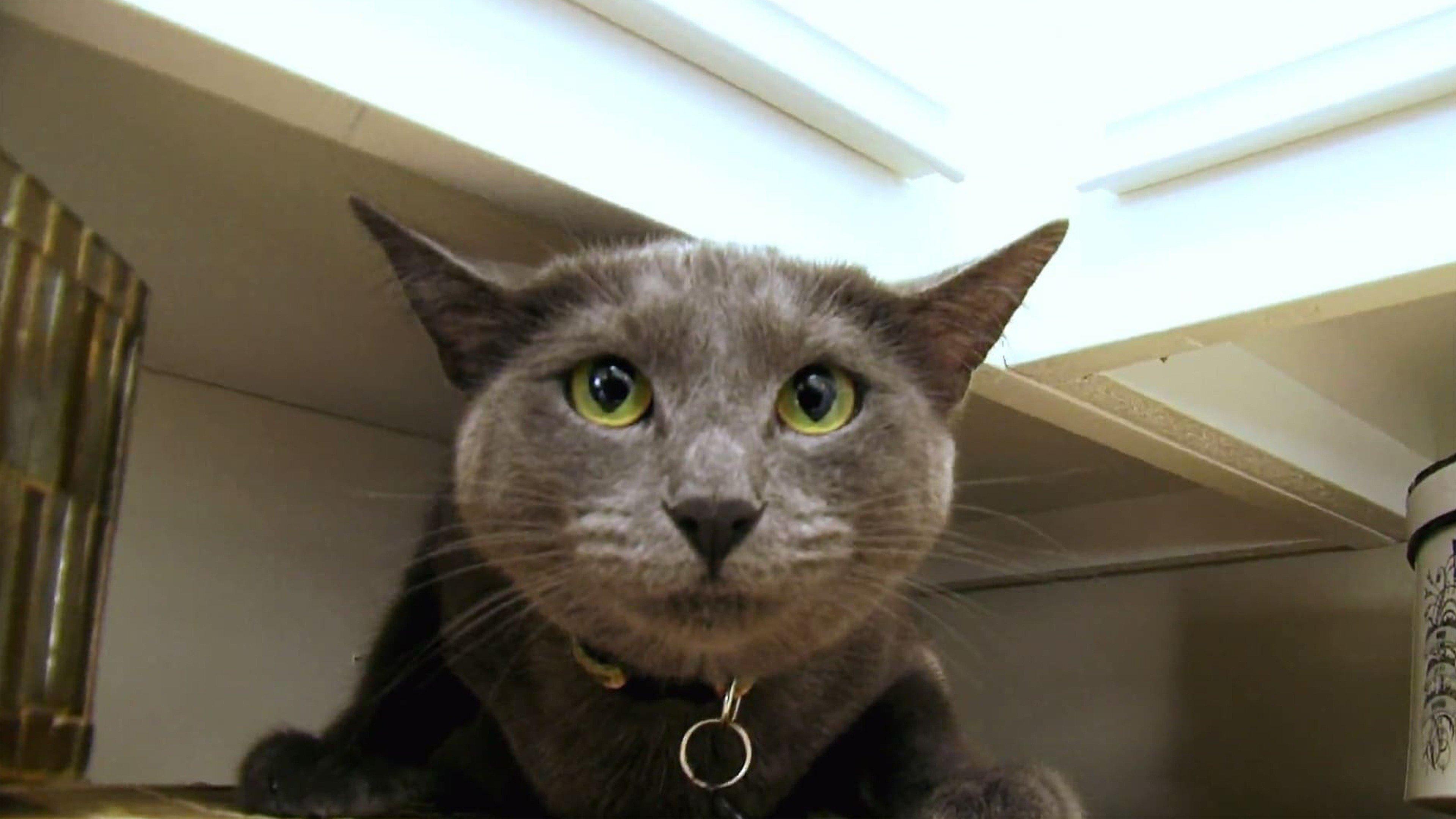 My Cat From Hell: Terrorizing My Clients