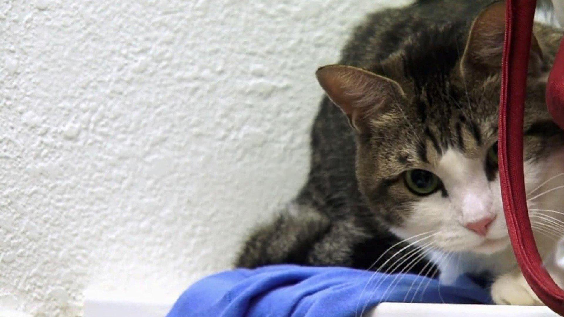 My Cat From Hell: On the War Path