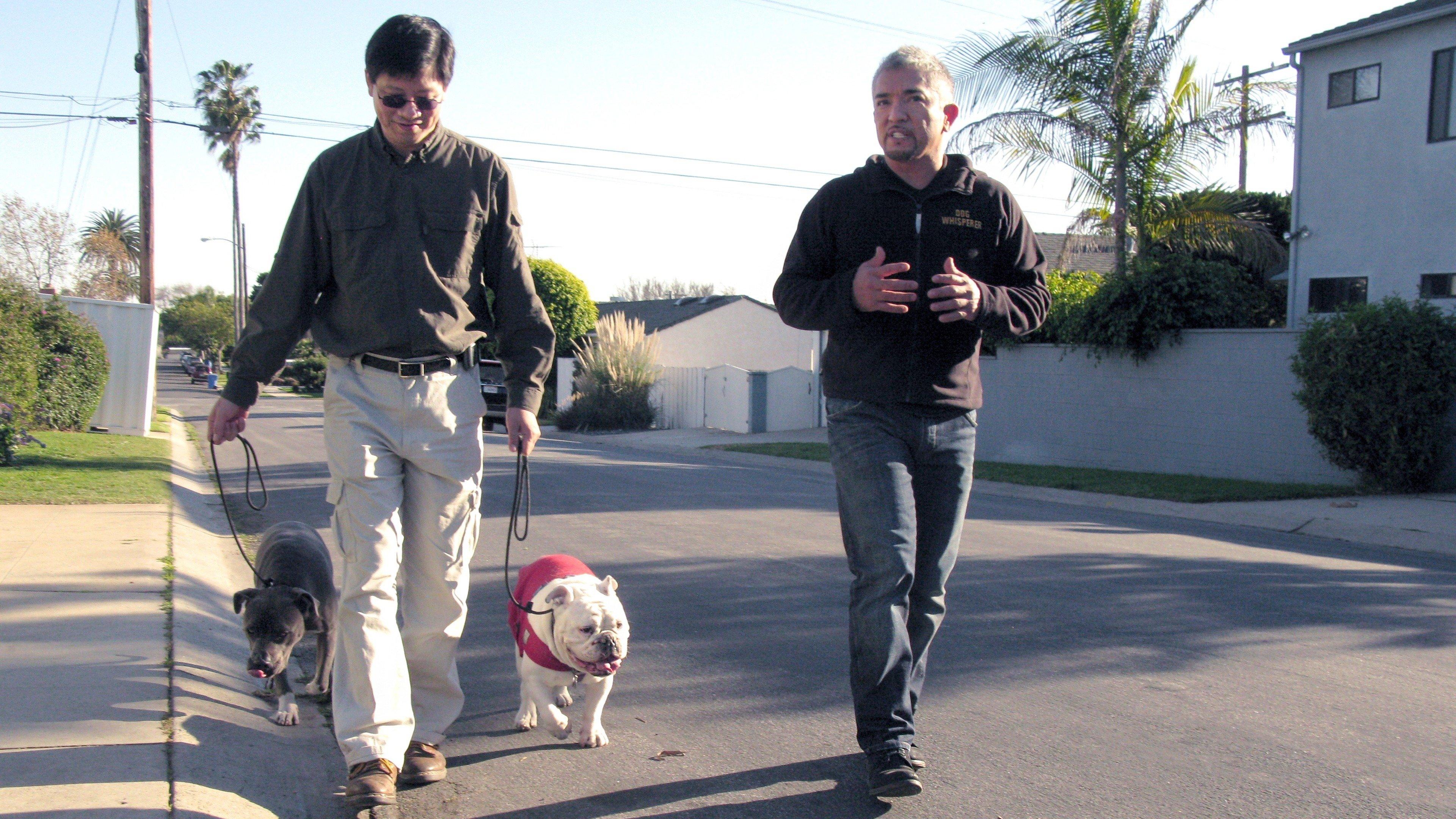 Watch Dog Whisperer: S8E1 - Bull-Whipped on Philo for Free