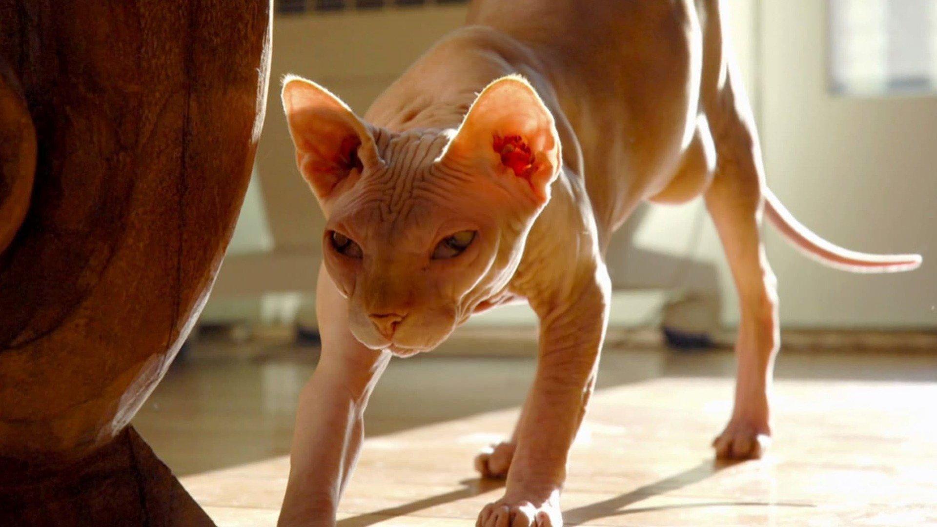 My Cat From Hell: Spitting Mad