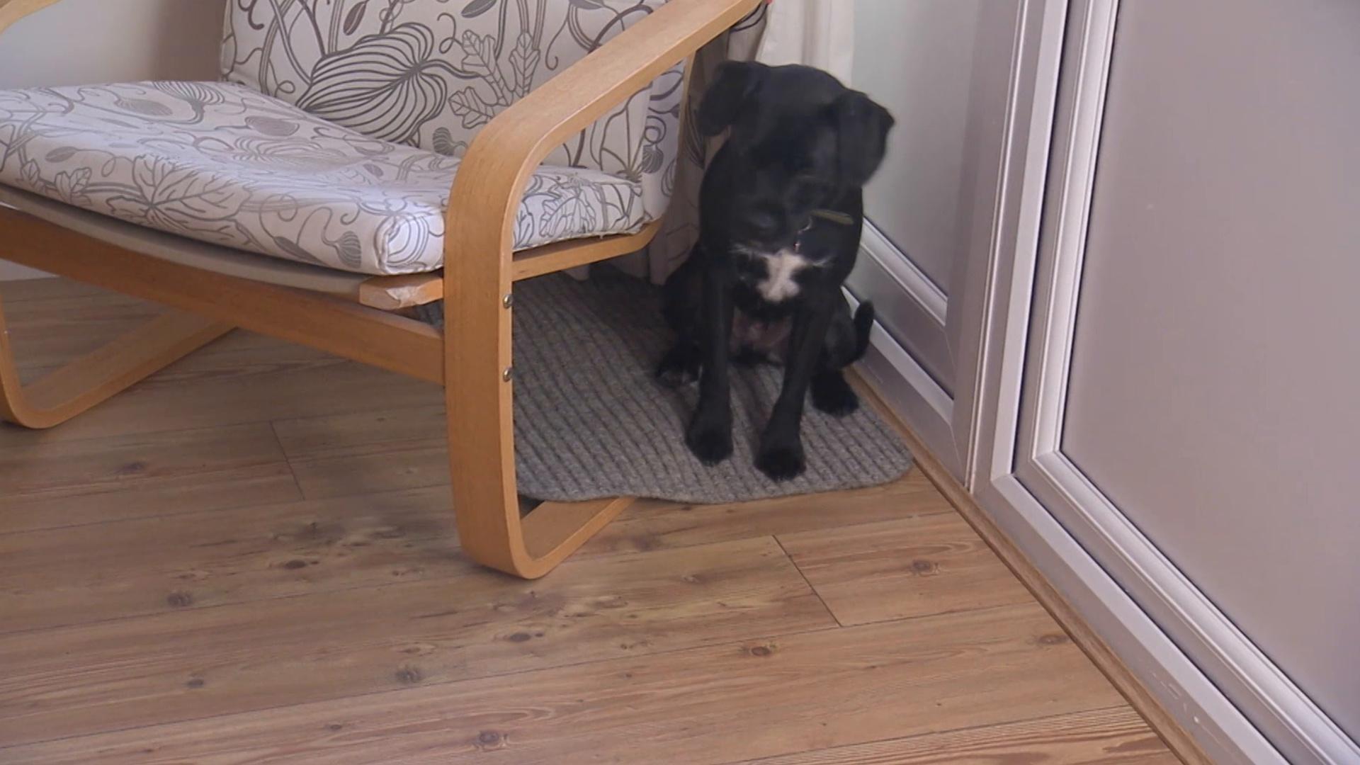 Watch Dog Whisperer: S9E3 - Cesar Conquers London on Philo for Free