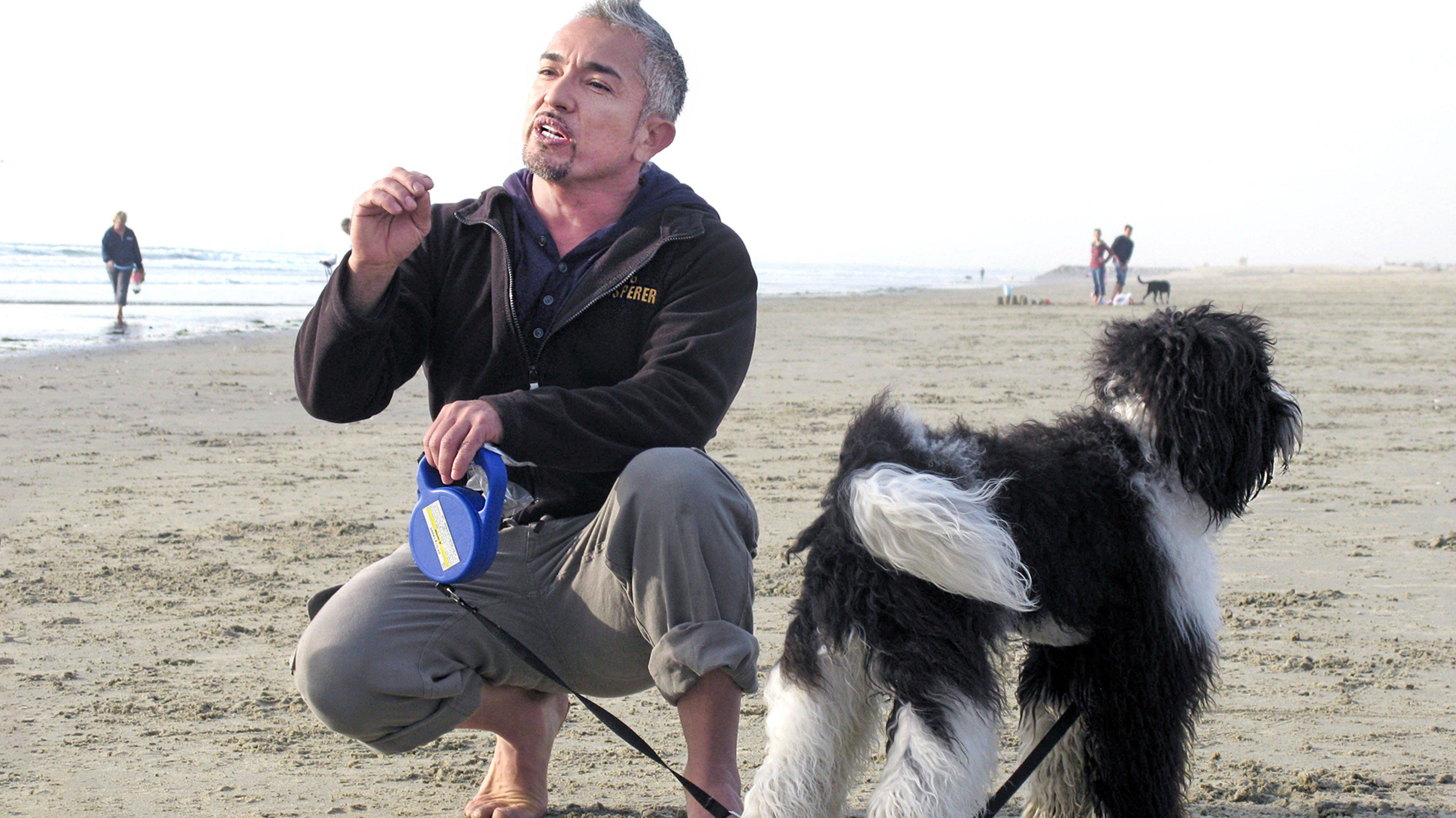 Watch Dog Whisperer: S9E9 - Fear Factor on Philo for Free