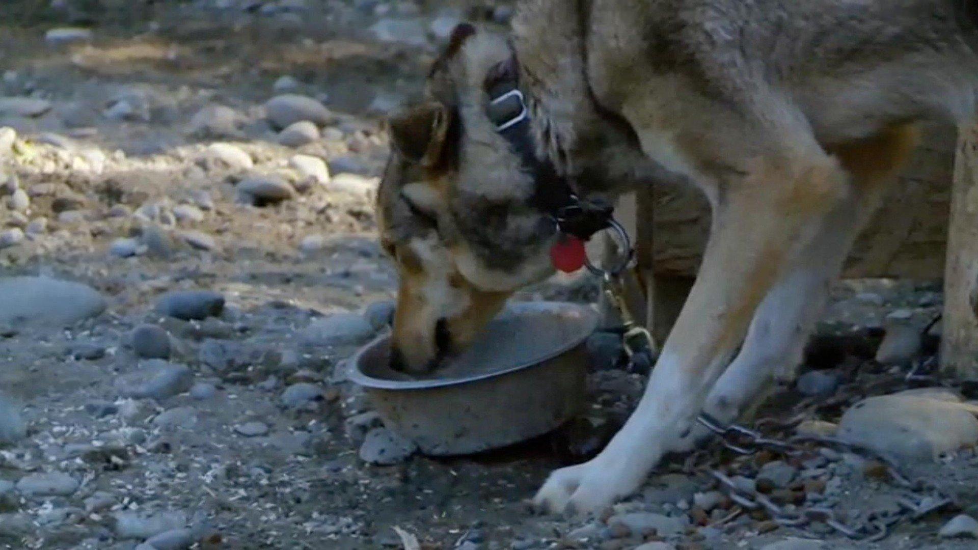 Buying Alaska: A Dog Mushers' Dream