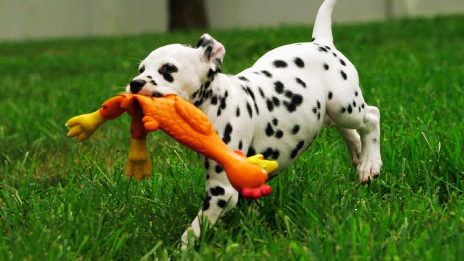 Too Cute!: Spotted, Pampered Pups