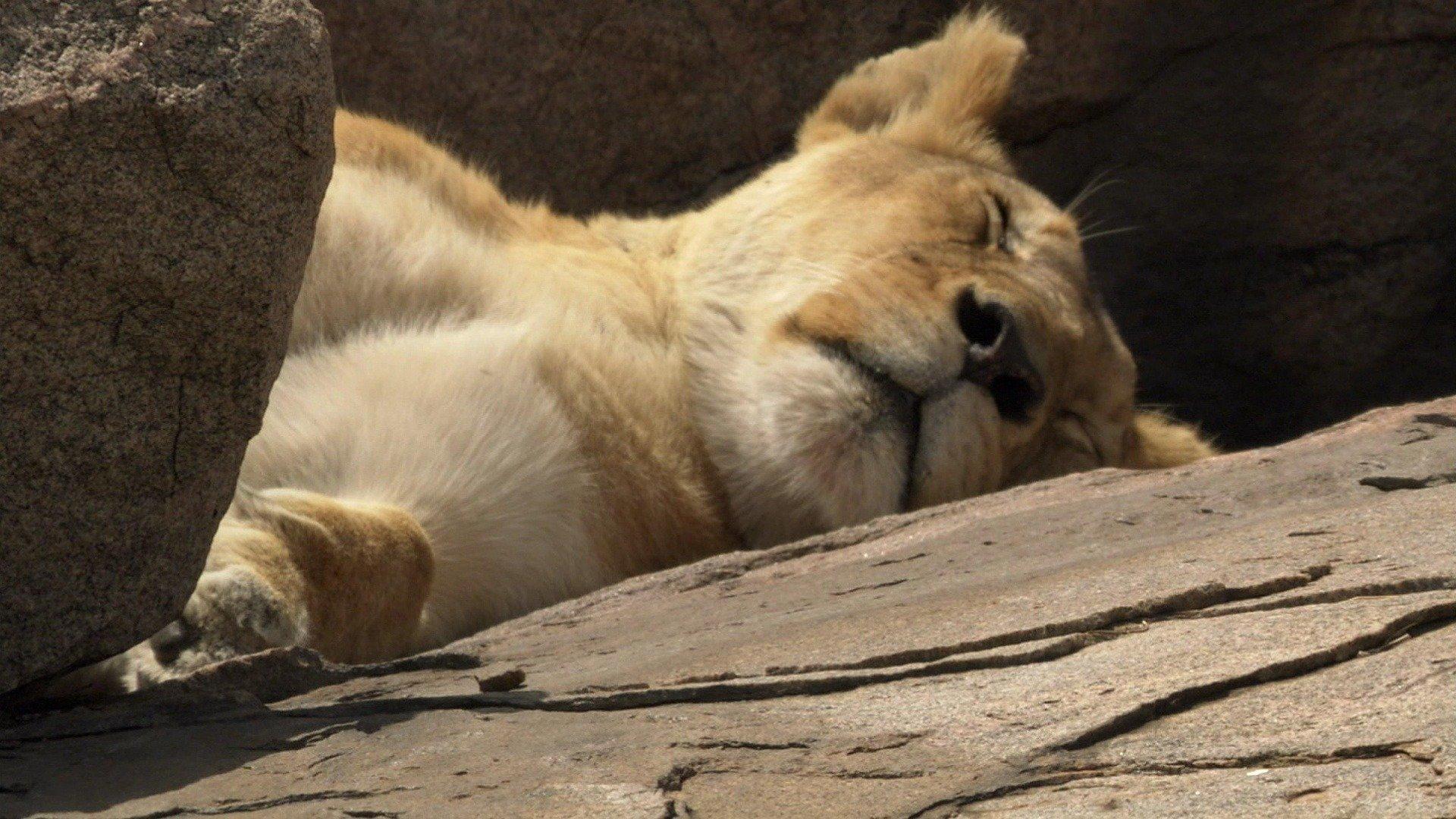 Planet Earth: Africa: Savannah