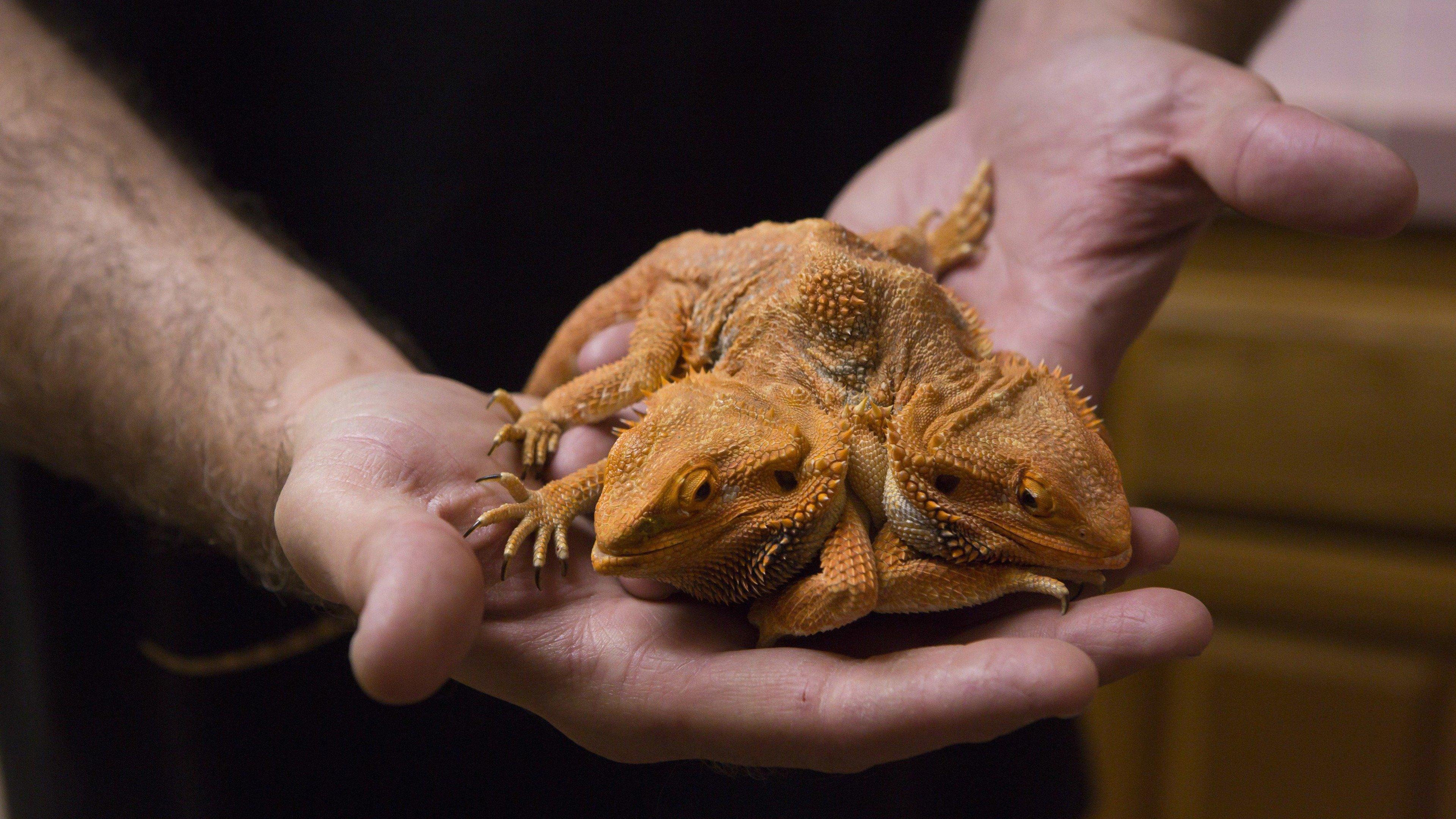 Freakshow: Two-Headed Bearded Dragon Birthday