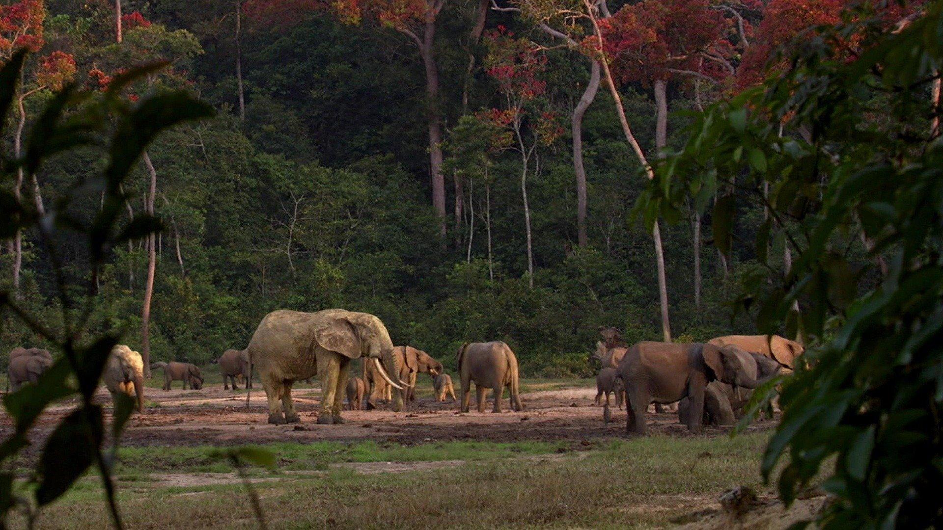 Planet Earth: Africa: Congo