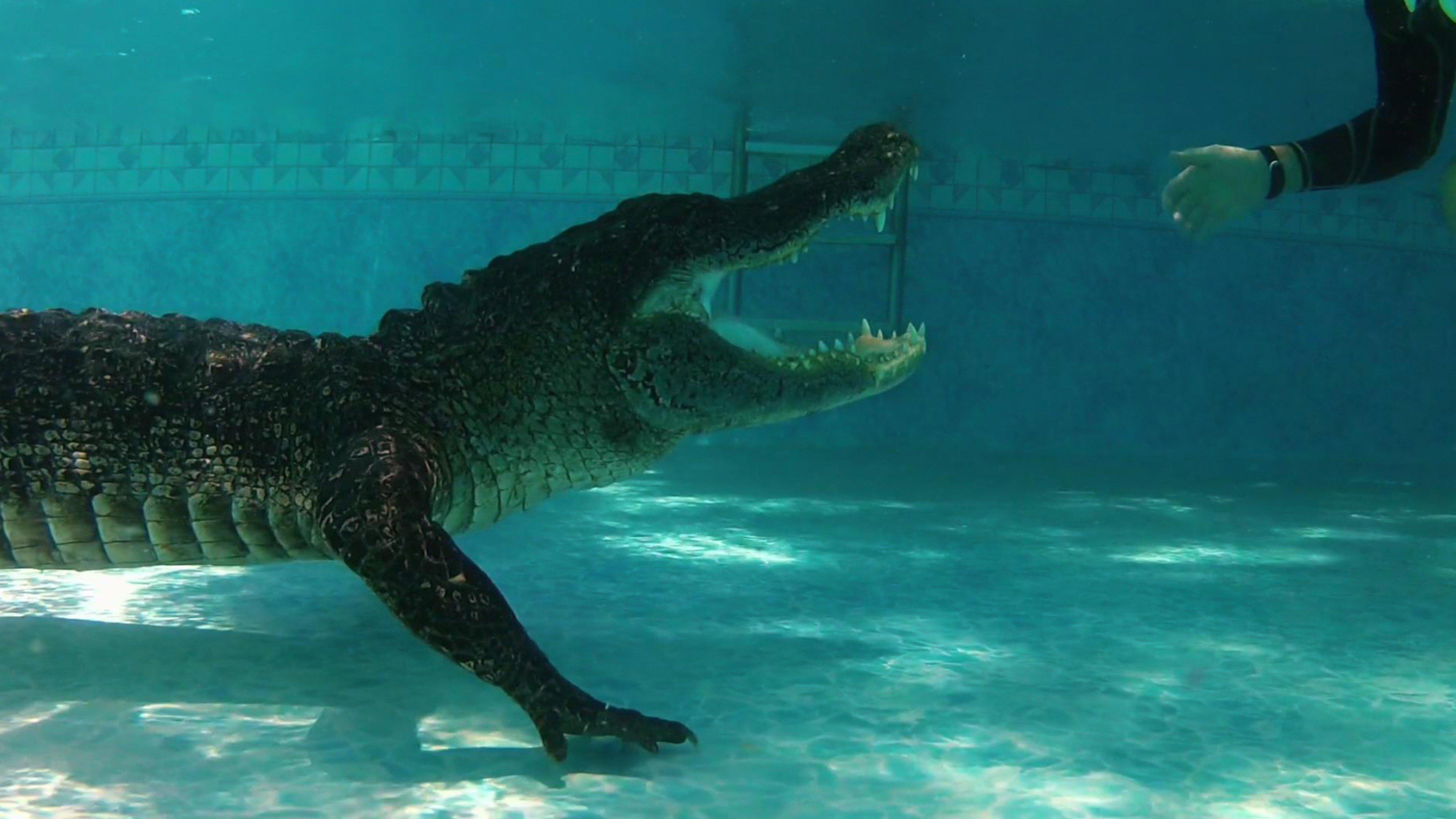 Gator Boys: Scared Snakeless