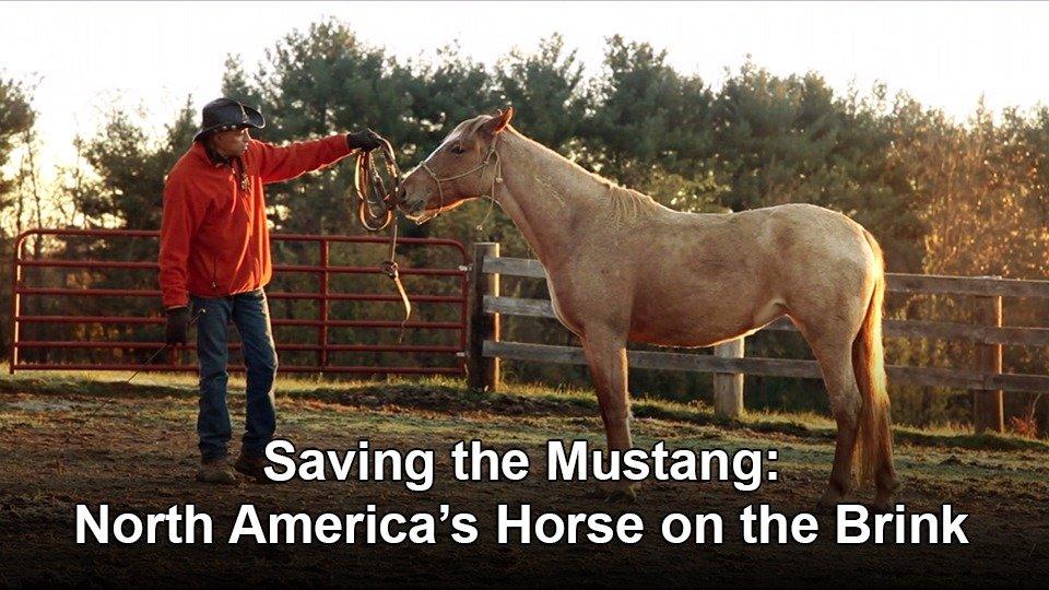 Watch Saving the Mustang: North America's Horse on the Brink Streaming Online on Philo (Free Trial)